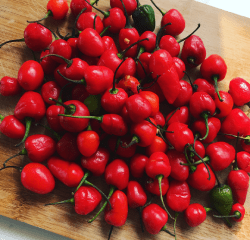 Chillies & Turmeric Varieties listed | Family Spices.